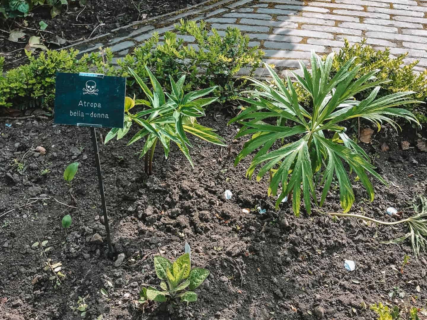Alnwick Poison Garden - Enter The World's Deadliest Gardens (2026)!