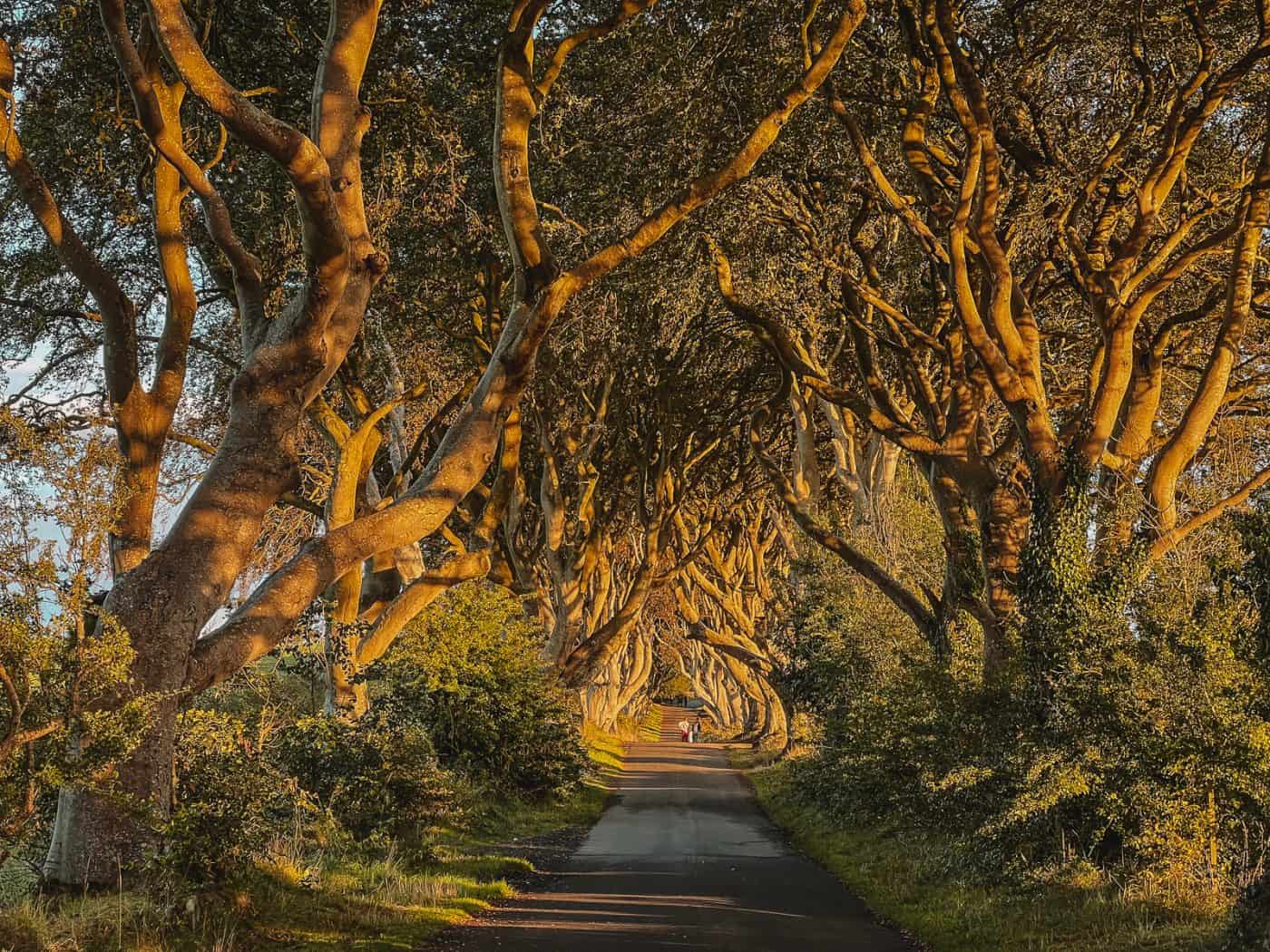 Dark Hedges Northern Ireland Guide - Game Of Thrones Filming Location ...