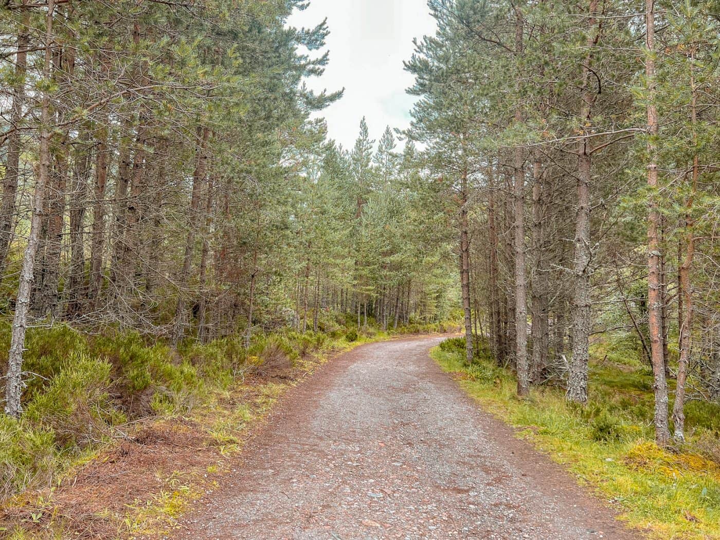 The Green Loch Aviemore (2025 Guide) - Visit An Lochan Uaine!