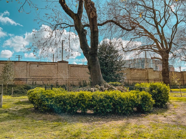 The Hardy Tree London - Gravestone Tree Of St Pancras Old Church!